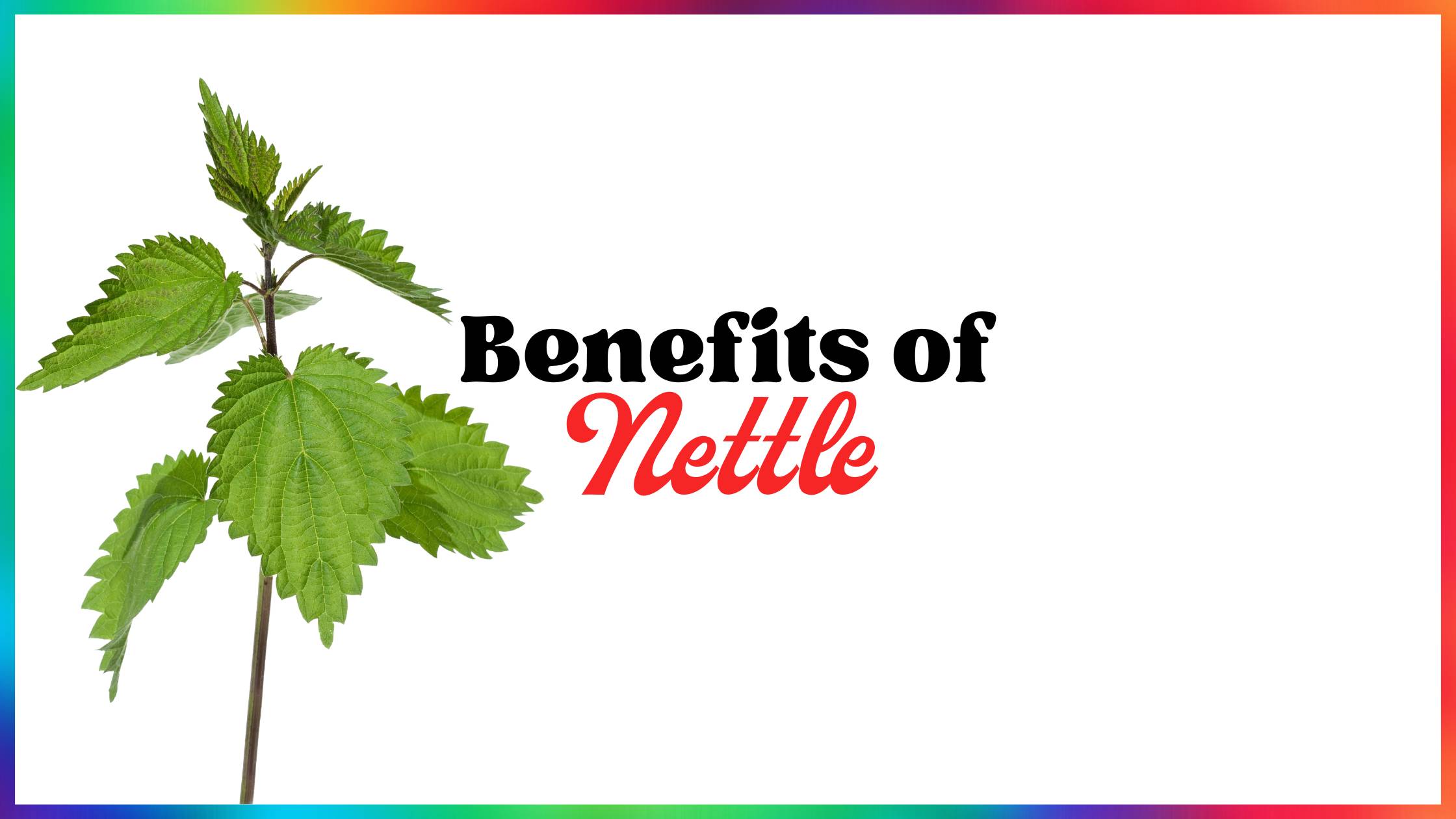 Benefits of Nettle - The Holistic Hipppie