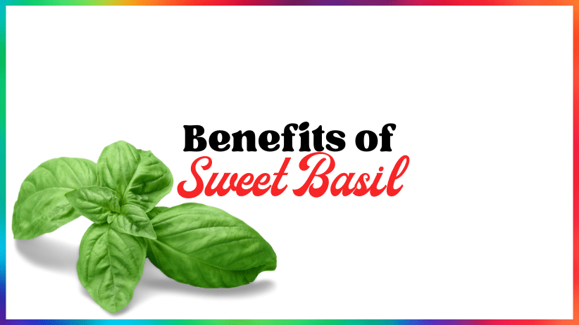 Benefits of Sweet Basil - The Holistic Hipppie
