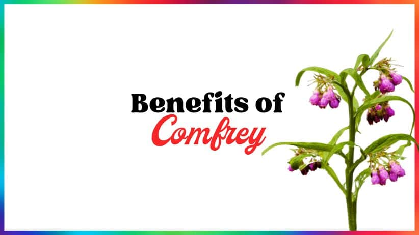 Benefits of Comfrey - The Holistic Hipppie